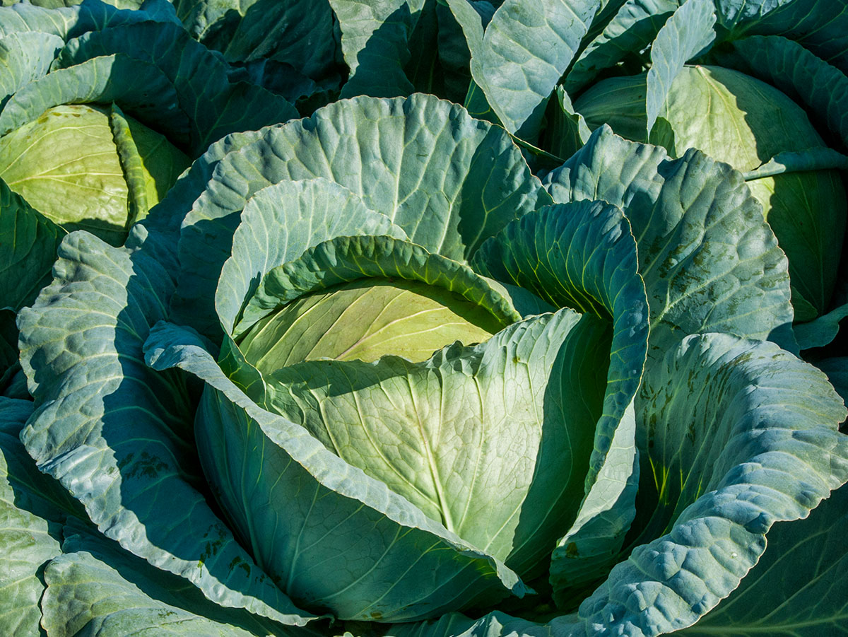 Optima F1 Hybrid Cabbage – Green Way Import and Export
